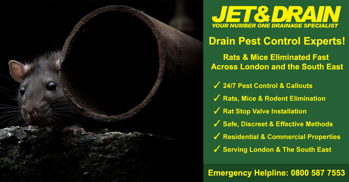 Fast pest control services in London | Jet and Drain 24/7